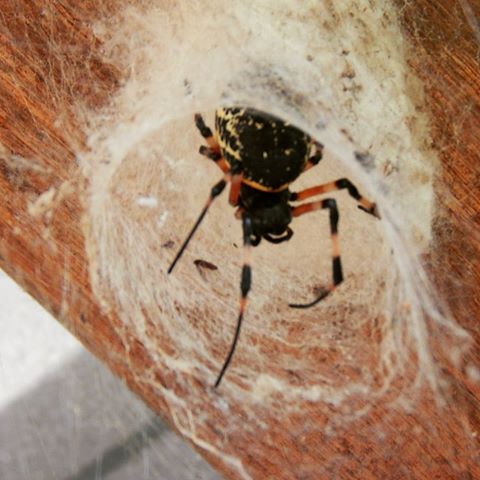 Aranha-Maria-Bola é Venenosa? Características e Nome Científico | Mundo ...