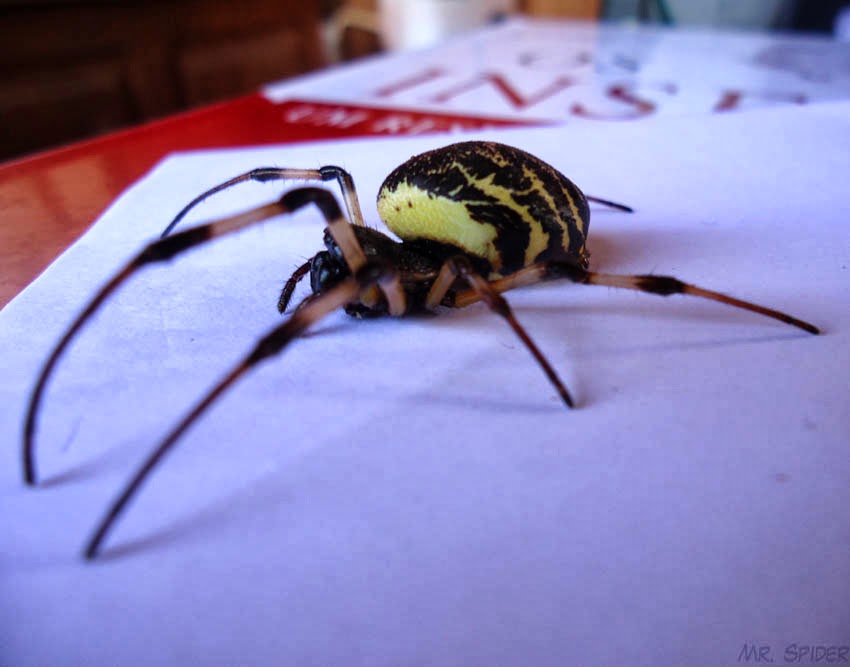 Aranha-Maria-Bola é Venenosa? Características e Nome Científico | Mundo ...