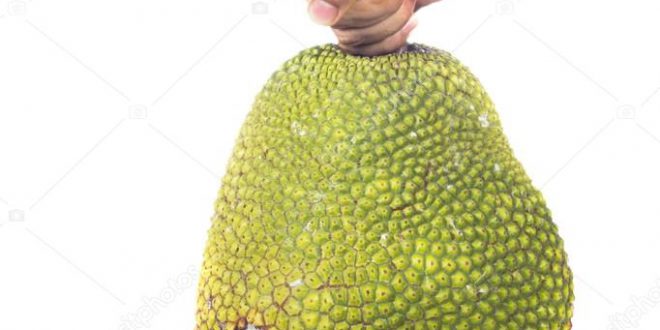 Jaca Mole: Características, Nome Científico, Benefícios e Fotos | Mundo ...