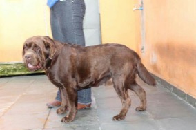 Como Saber se o Labrador é Puro ou Misturado? | Mundo Ecologia