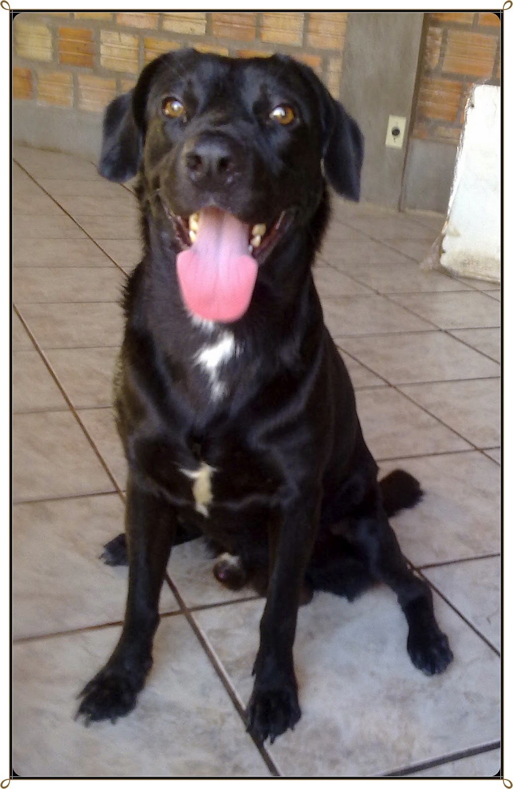 Como Saber se o Labrador é Puro ou Misturado? | Mundo Ecologia