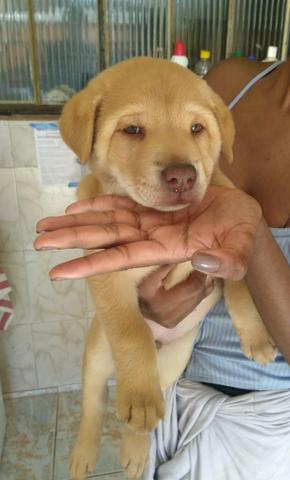 Como Saber se o Labrador é Puro ou Misturado? | Mundo Ecologia