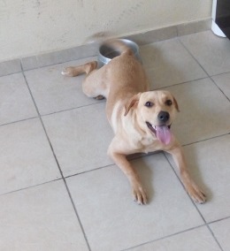 Como Saber se o Labrador é Puro ou Misturado? | Mundo Ecologia