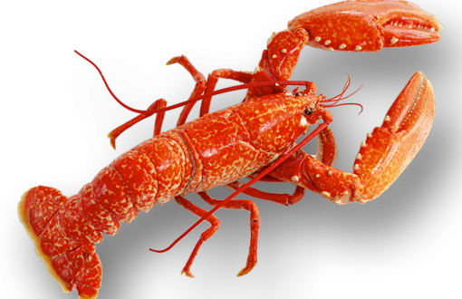 Lagosta Curiosidades E Fatos Interessantes | Mundo Ecologia