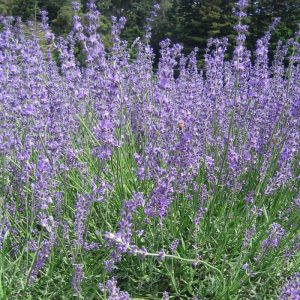 Tipos de Lavanda: Especies Com Características e Fotos – Mundo Ecologia