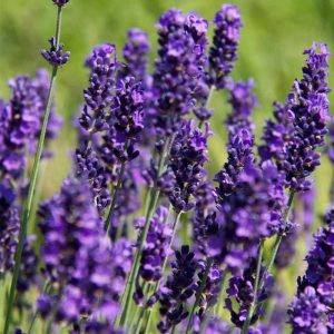 Tipos de Lavanda: Especies Com Características e Fotos – Mundo Ecologia