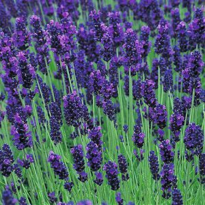 Tipos de Lavanda: Especies Com Características e Fotos – Mundo Ecologia