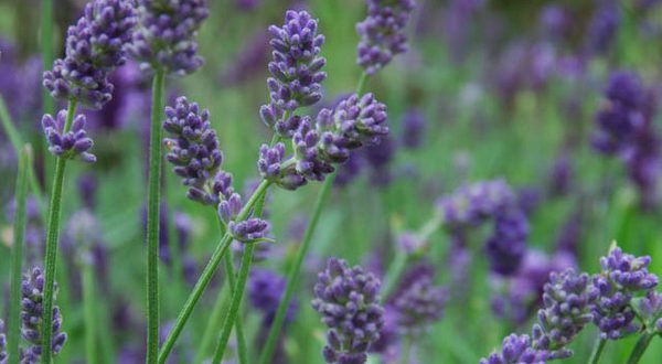 Tipos de Lavanda: Especies Com Características e Fotos | Mundo Ecologia