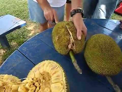 Como Abrir e Limpar Uma Jaca? Qual é a Época da Jaca? – Mundo Ecologia