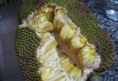 Como Abrir e Limpar Uma Jaca? Qual é a Época da Jaca? | Mundo Ecologia