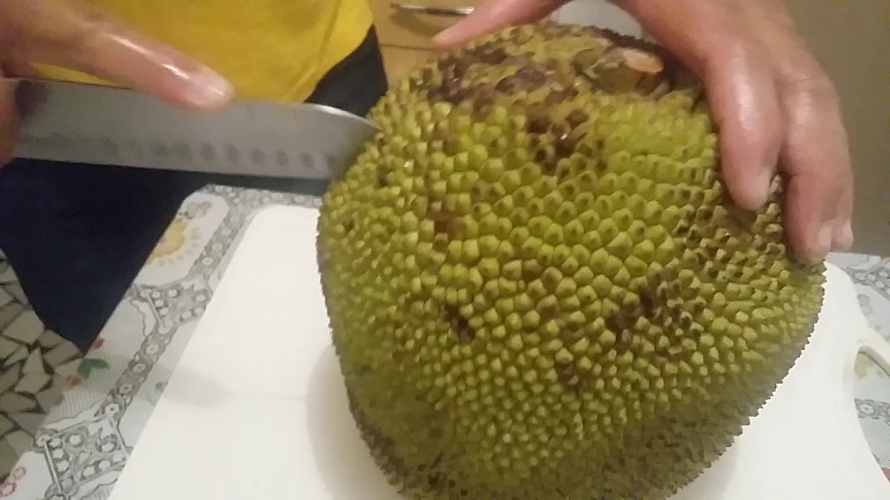 Como Abrir e Limpar Uma Jaca? Qual é a Época da Jaca? – Mundo Ecologia