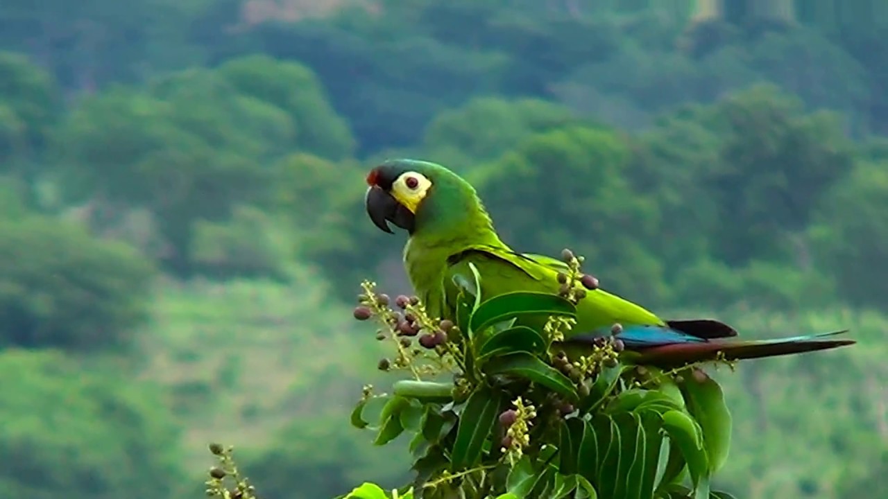 Diferença Entre Maritaca, Maracanã, Periquito e Papagaio | Mundo Ecologia