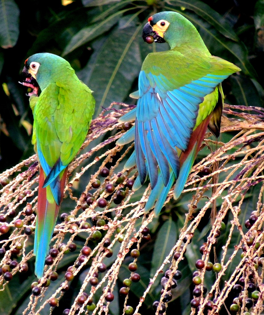 Diferença Entre Maritaca, Maracanã, Periquito e Papagaio | Mundo Ecologia