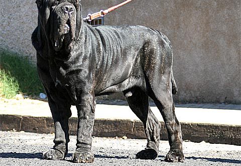 Mastim Napolitano: Top 10 canis do Brasil | Mundo Ecologia