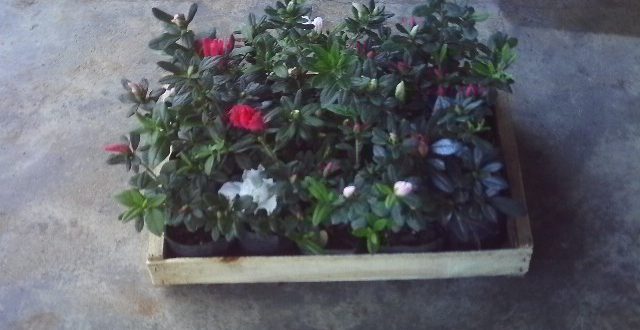 Planta Azaleia Mini: Altura, Tamanho, Características E Fotos | Mundo ...