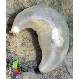 Tipos, Filos, Especies de Pepino do Mar e Classificações Inferiores ...