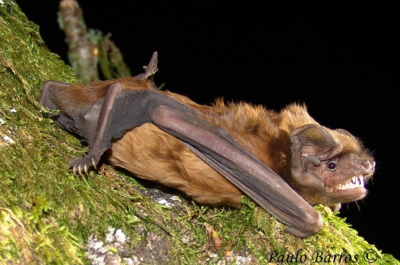 Morcego-Arborícola-Gigante: Características, Fotos e Nome Científico ...