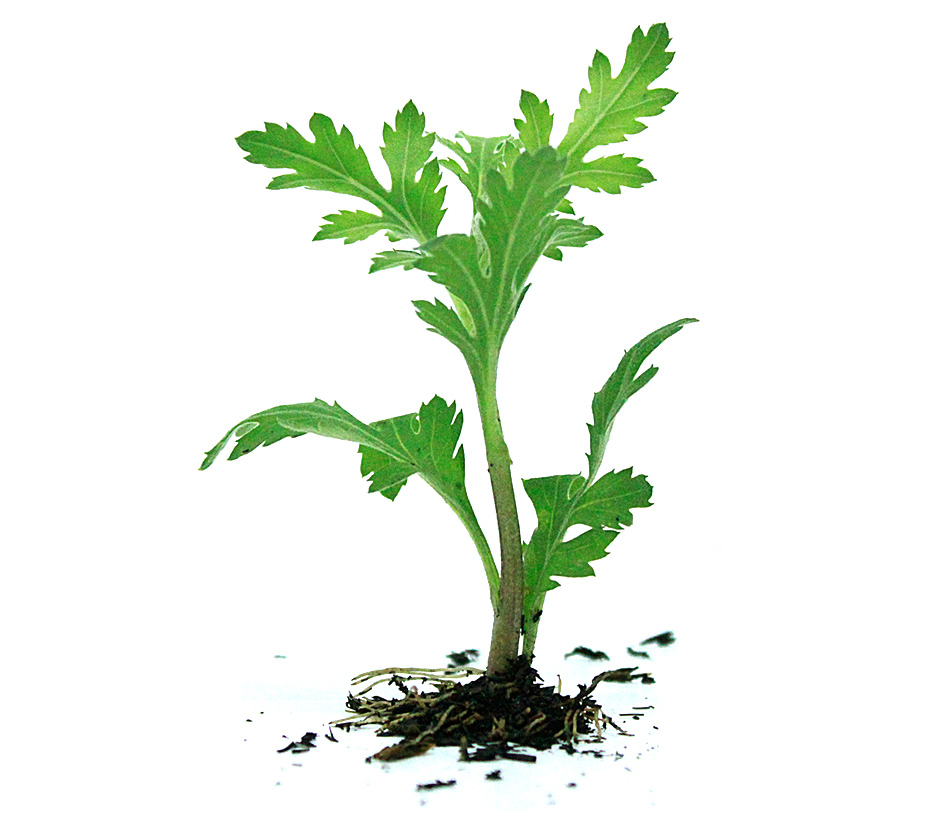 Crisântemo: Cuidados e Como Fazer Muda Planta – Mundo Ecologia