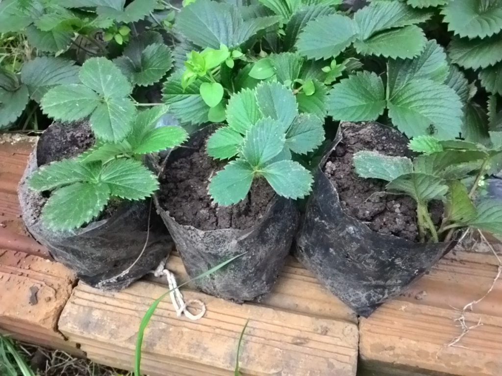 Plantio Do Morango: Época, Cuidados E Como Plantar Em Estufa | Mundo ...