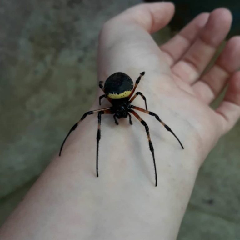 Aranha-Maria-Bola é Venenosa? Características e Nome Científico | Mundo ...