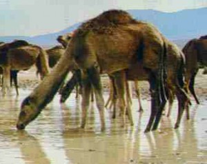 Tudo Sobre o Animal Dromedário: Características e Nome Cientifico ...