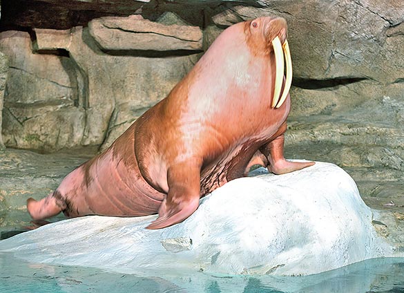 Morsa: Peso, Tamanho, Altura, Comprimento e Ficha Técnica | Mundo Ecologia