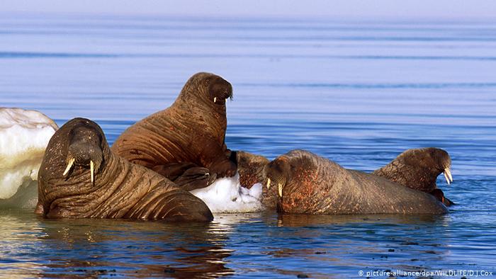 Morsa Animal Habitat: Onde Elas Vivem? no Polo Norte? | Mundo Ecologia