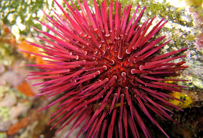 Ouriço do Mar Echinidea: Características e Fotos | Mundo Ecologia