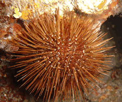 Ouriço do Mar Echinidea: Características e Fotos | Mundo Ecologia