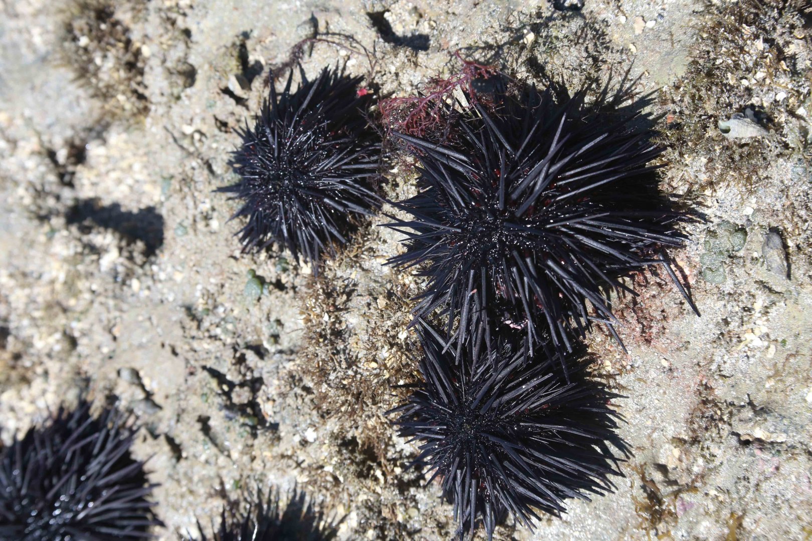Importância do Ouriço do Mar na Natureza – Mundo Ecologia