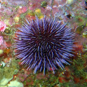 Ouriço do Mar Echinidea: Características e Fotos | Mundo Ecologia
