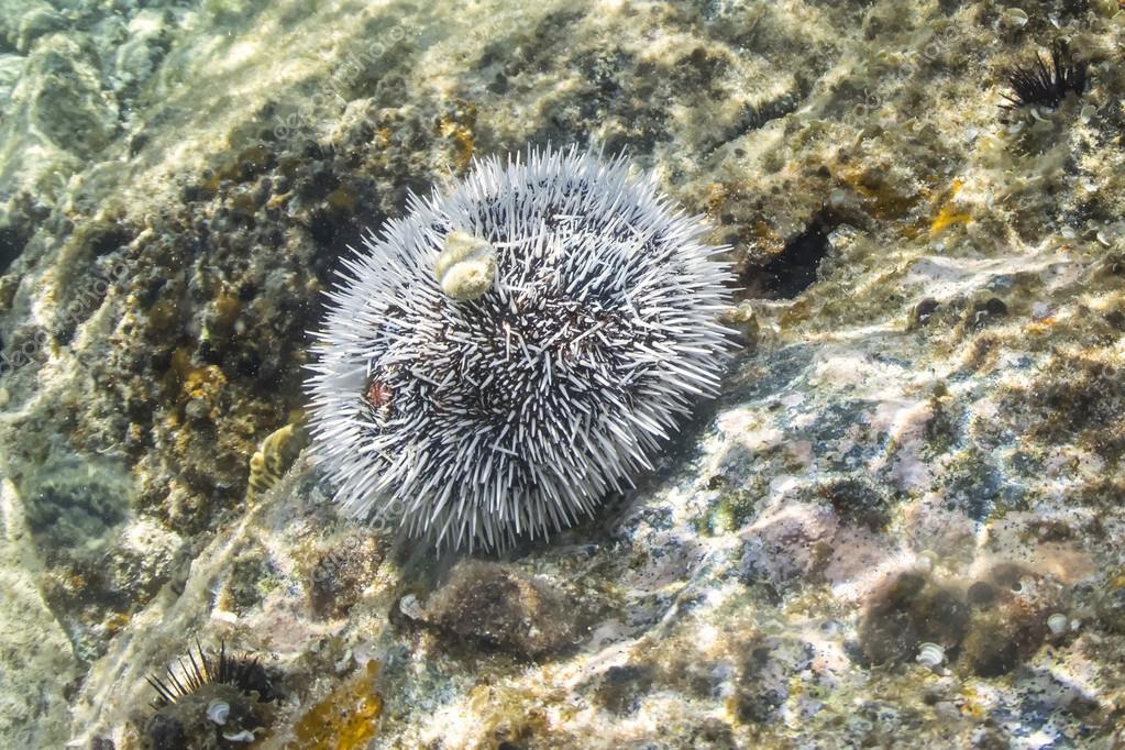 Ouriço do Mar Branco: Características, Nome Científico e Fotos – Mundo ...