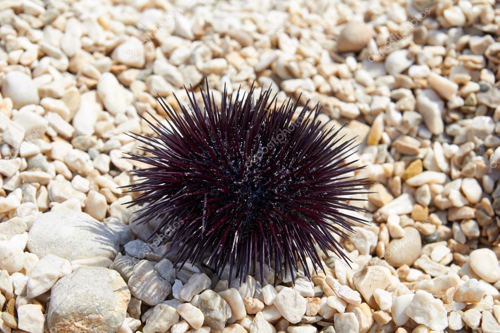 Importância do Ouriço do Mar na Natureza – Mundo Ecologia