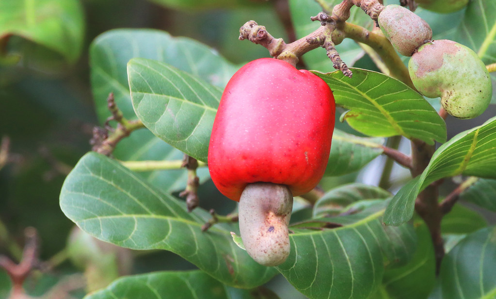 Caju Anão: Altura, Tamanho, Nome Científico e Fotos | Mundo Ecologia