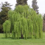 Pé de Árvore Chorão: Para Que Serve? | Mundo Ecologia