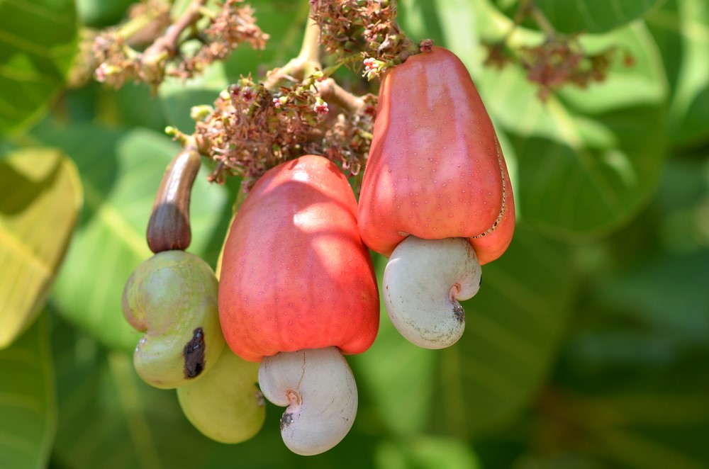 Pé de Castanha de Caju: Características e Fotos | Mundo Ecologia