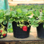 Tipos e Variedades de Morango no Brasil e no Mundo | Mundo Ecologia