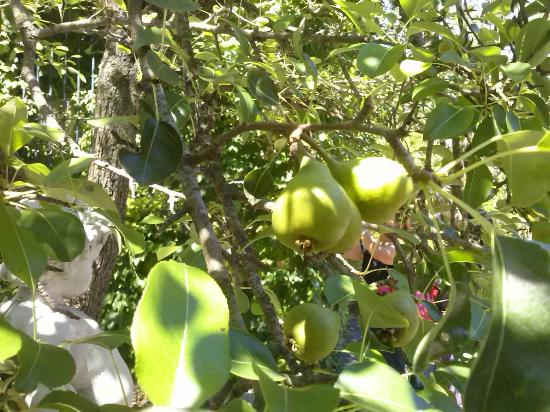 Pé de Pera: Como Cuidar, Cultivo, Raiz, Folhas, Flores, Fruto e Fotos ...