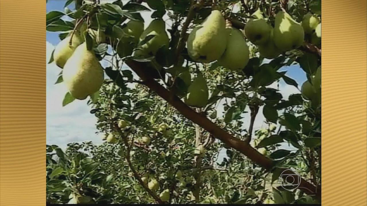 Pé de Pera: Como Cuidar, Cultivo, Raiz, Folhas, Flores, Fruto e Fotos ...