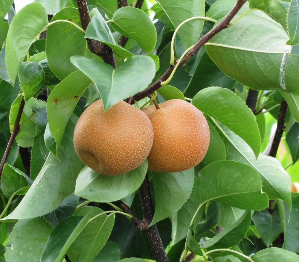 Pera Asiática: Características, Nome Cientifico, Benefícios e Fotos ...