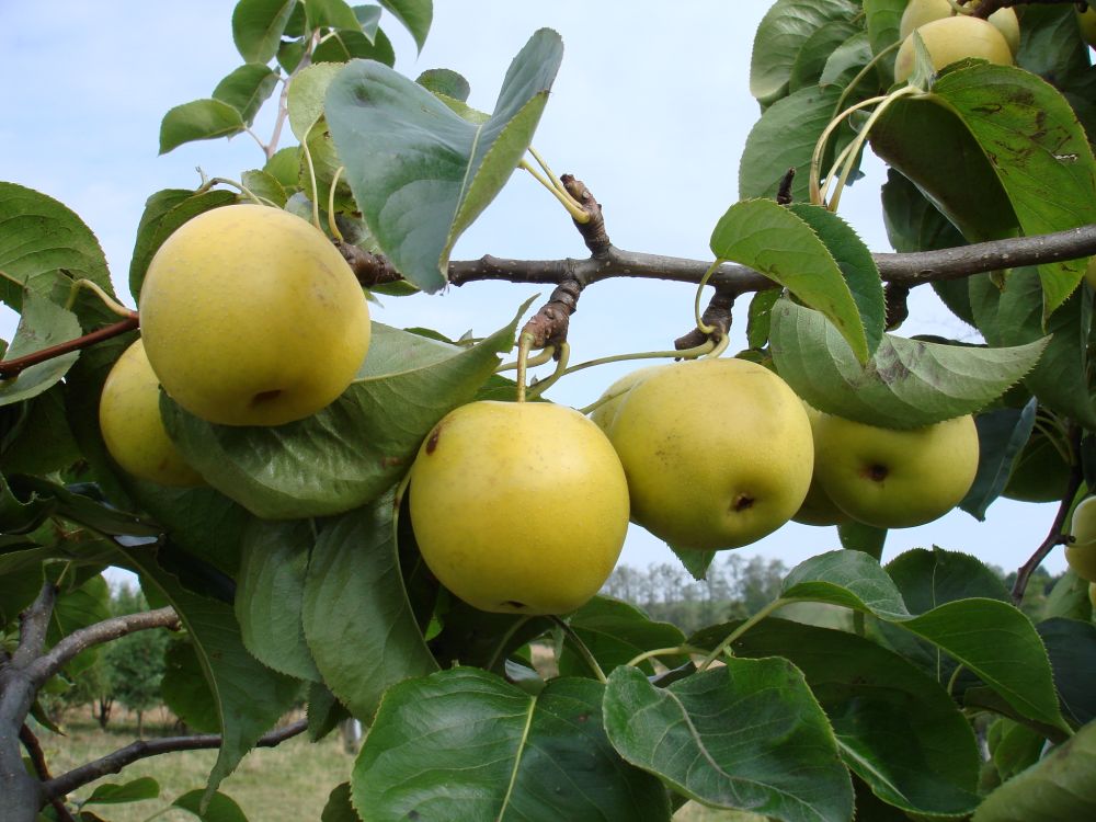 Pera Asiática: Características, Nome Cientifico, Benefícios e Fotos ...