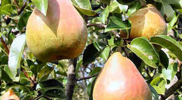 Pera Portuguesa Ou Pera-Rocha: Nome Científico, Benefícios e Fotos ...