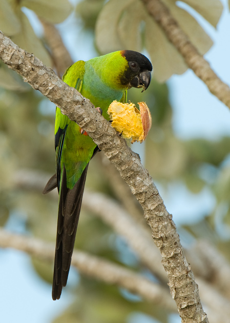 Jandaia-De-Testa-Vermelha: Características, Nome Cientifico E Fotos ...