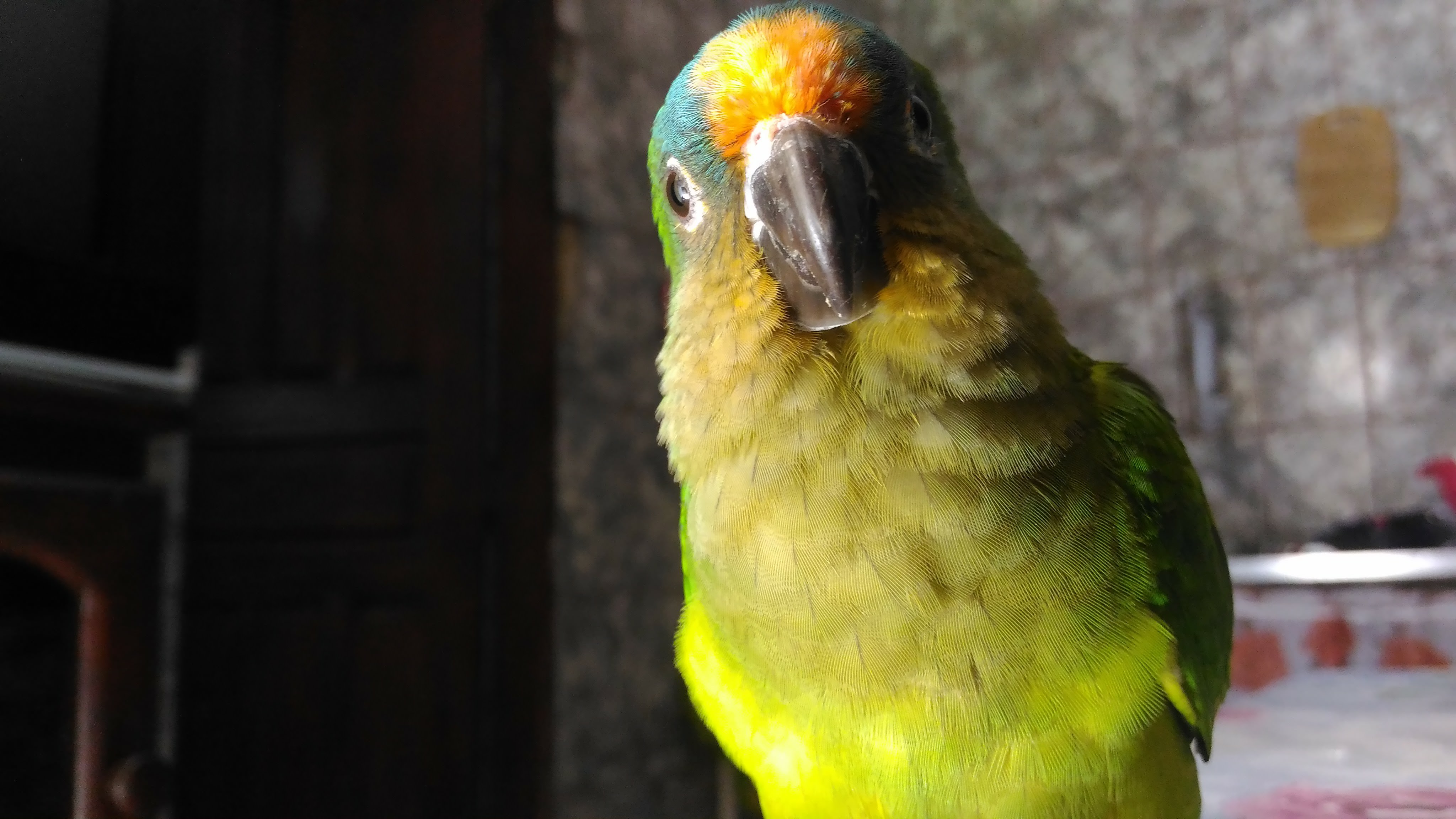 Periquito Jandaia Como Cuidar de Filhotes e Adultos? | Mundo Ecologia