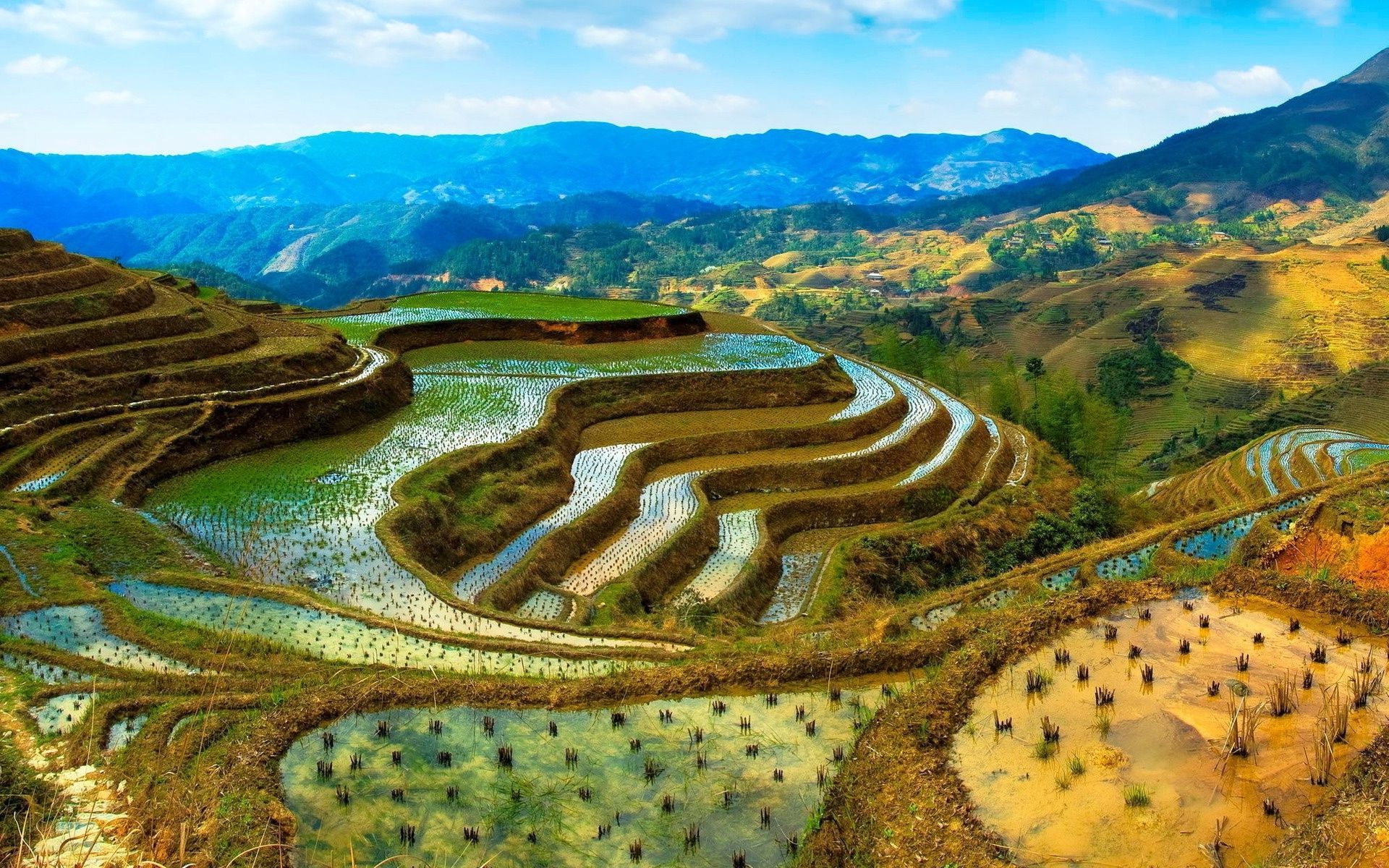 Plantação de Arroz no Japão, na China e no Brasil | Mundo Ecologia