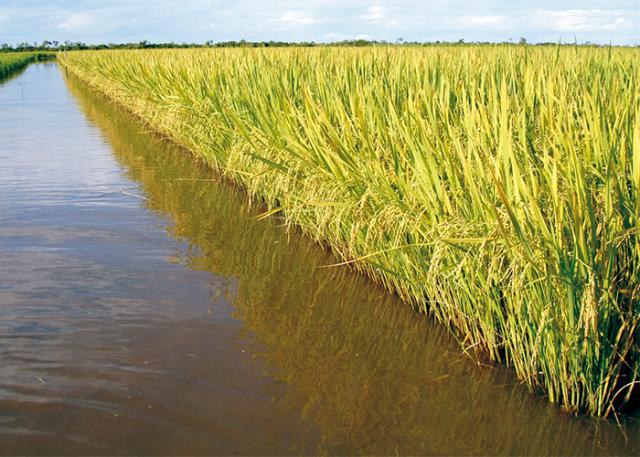 Plantação de Arroz no Japão, na China e no Brasil | Mundo Ecologia