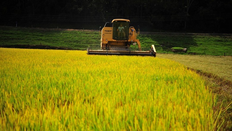 Plantação de Arroz no Japão, na China e no Brasil | Mundo Ecologia