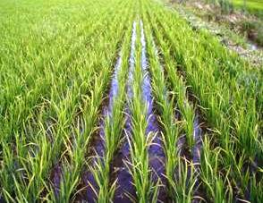 Plantação de Arroz no Japão, na China e no Brasil | Mundo Ecologia