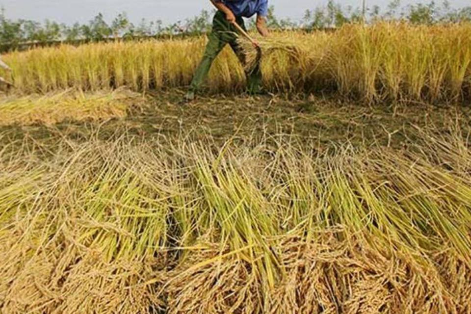 Plantação de Arroz no Japão, na China e no Brasil | Mundo Ecologia