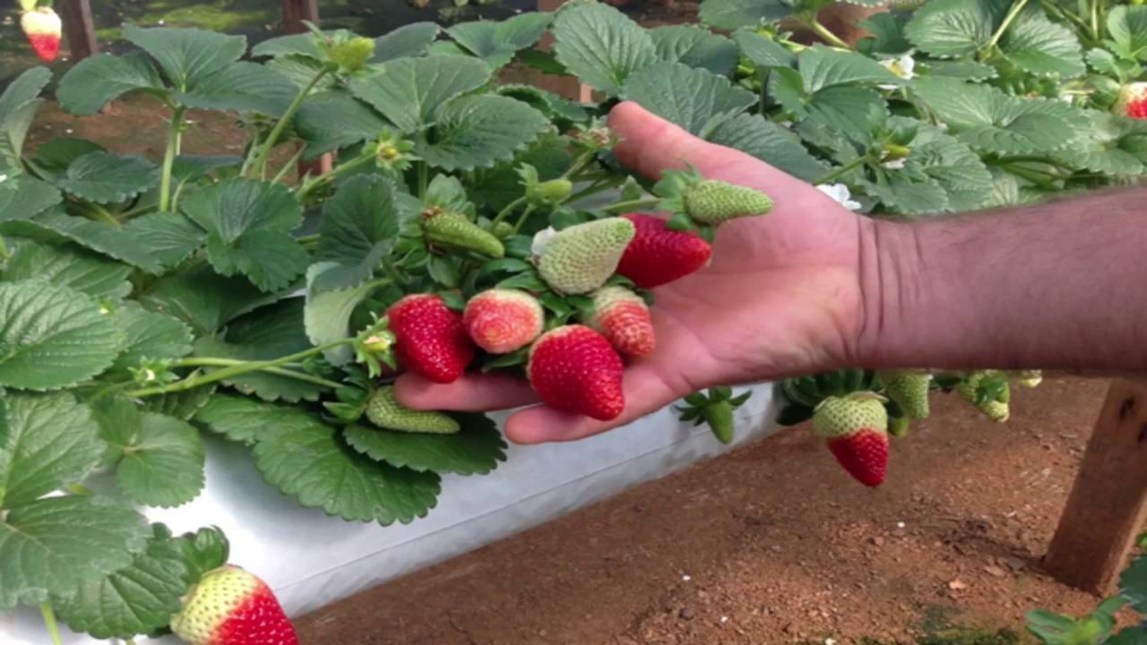 Árvore de Morango: Plantação de Pés de Morango e Dicas | Mundo Ecologia